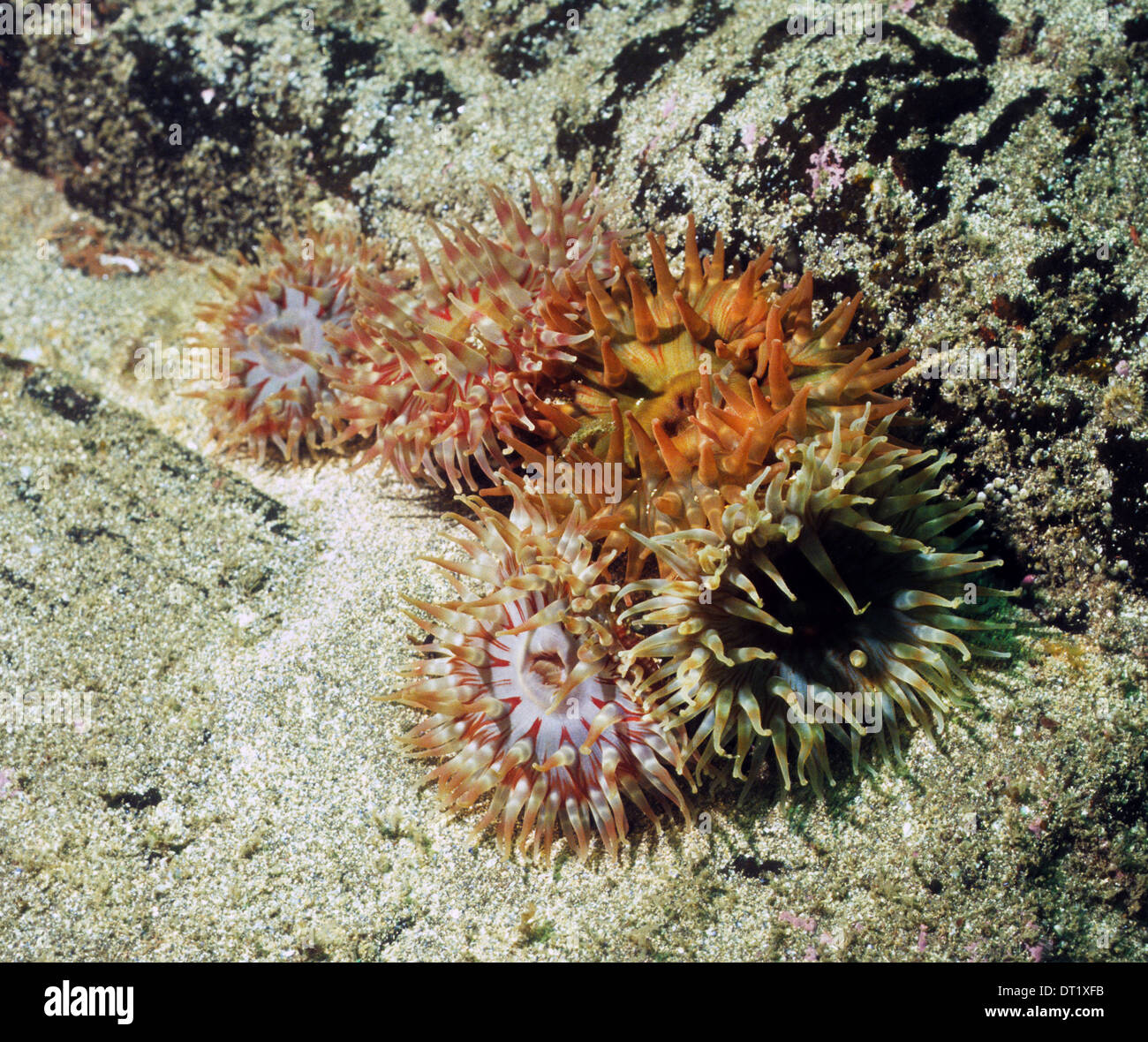 Cnidarian stinging cells hi-res stock photography and images - Alamy