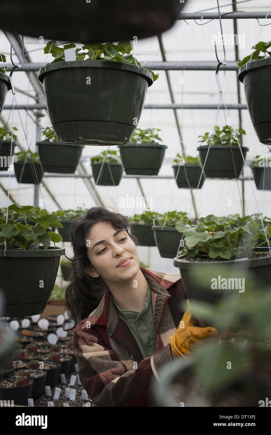 A woman working checking plants and seedlings Stock Photo - Alamy