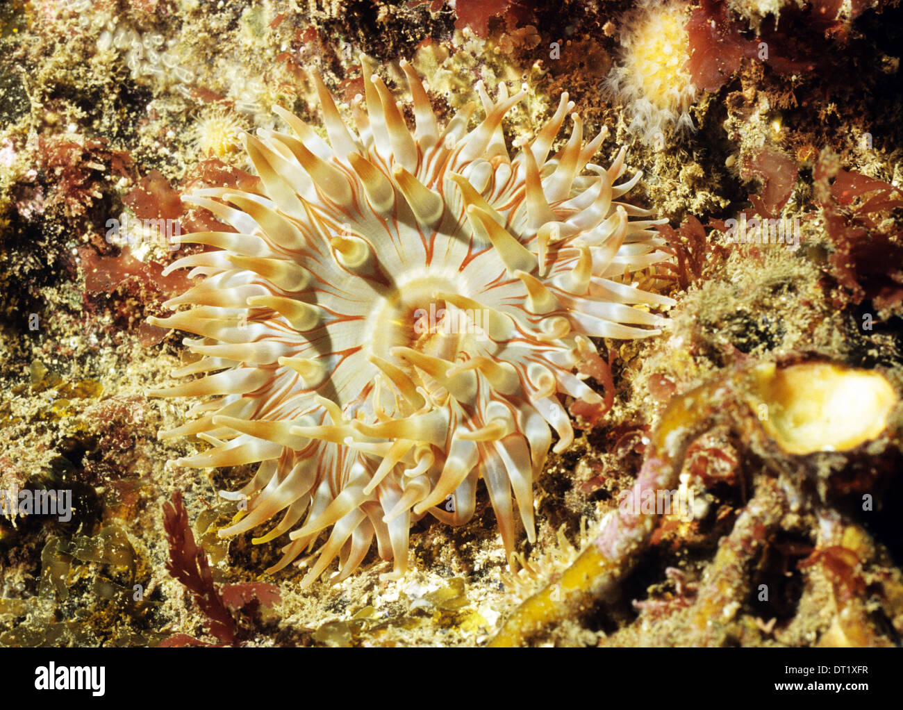 Dahlia anemone sea anemone urticina felina hi-res stock photography and ...