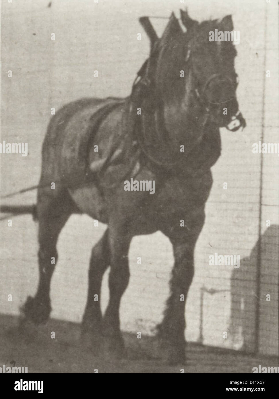 Dusel hi-res stock photography and images - Alamy