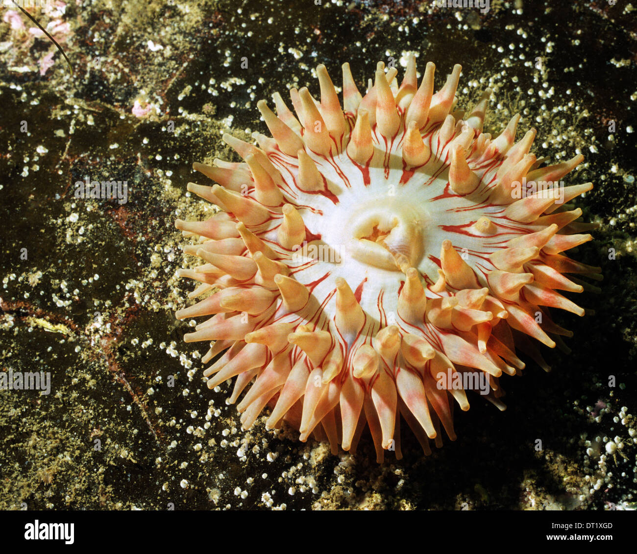 Cnidarian stinging cells hi-res stock photography and images - Alamy