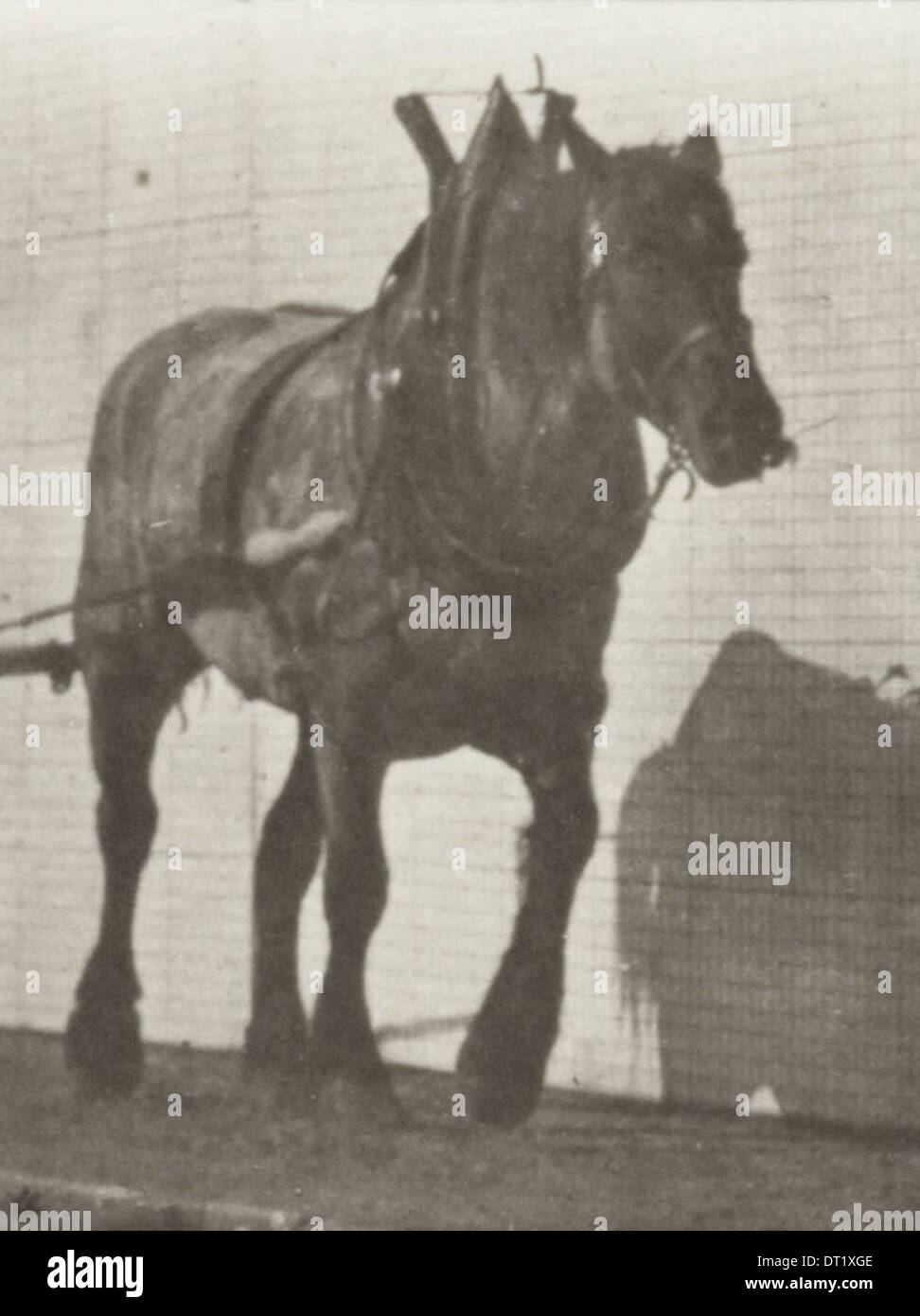 Dusel hi-res stock photography and images - Alamy