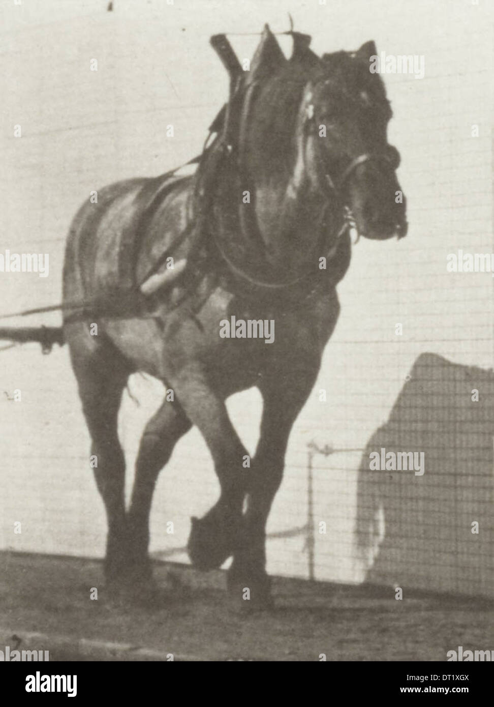 Dusel hi-res stock photography and images - Alamy