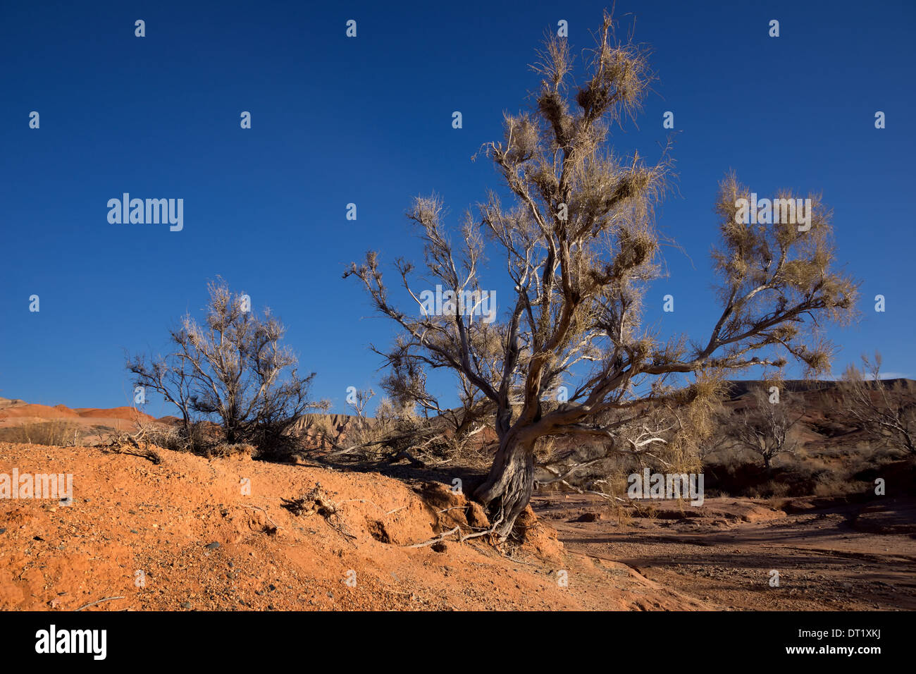 Tree saxaul saksaul hi-res stock photography and images - Alamy
