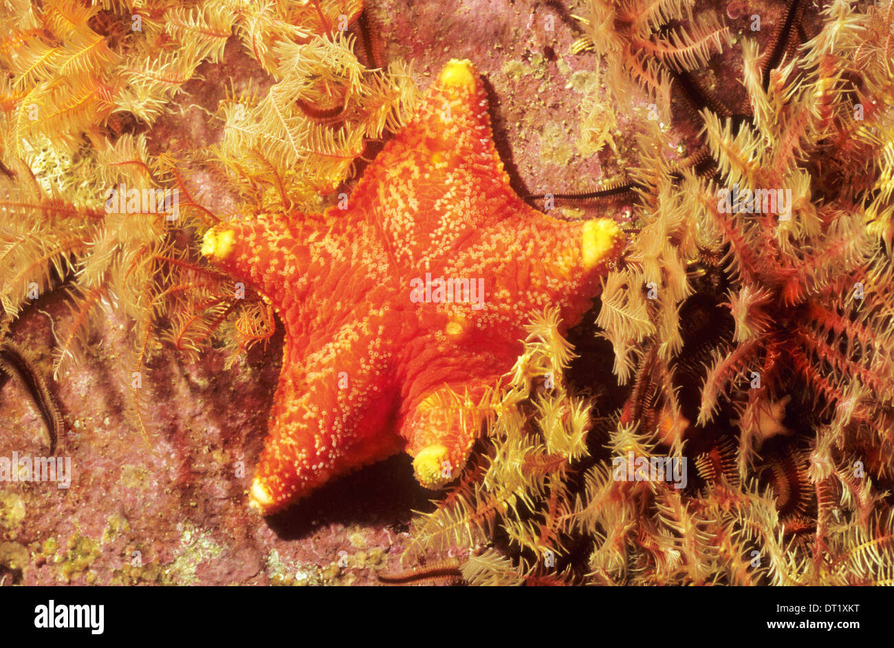 Starfish fingers hi-res stock photography and images - Alamy