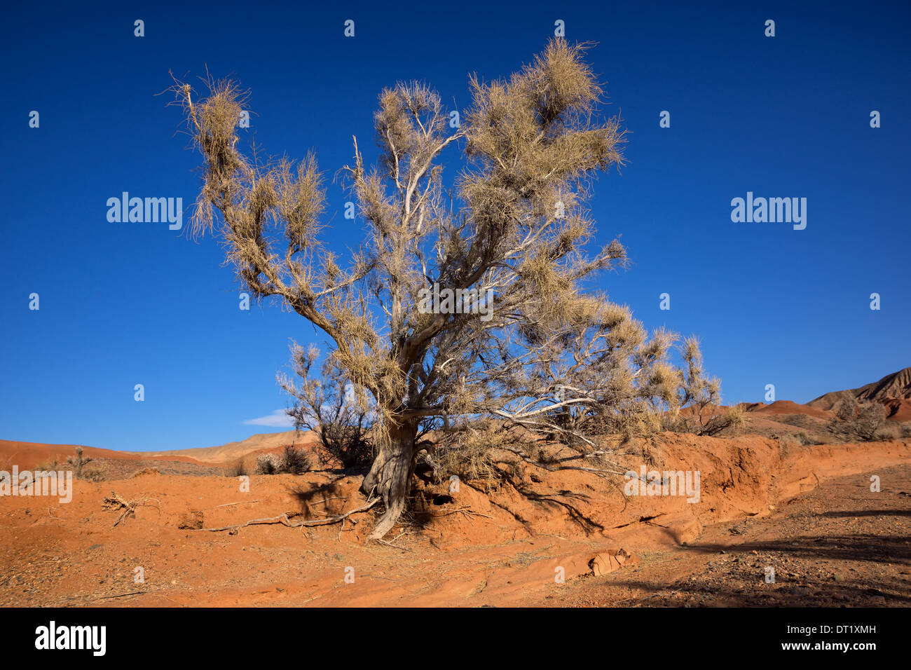 Saksaul saxaul tree desert hi-res stock photography and images - Alamy