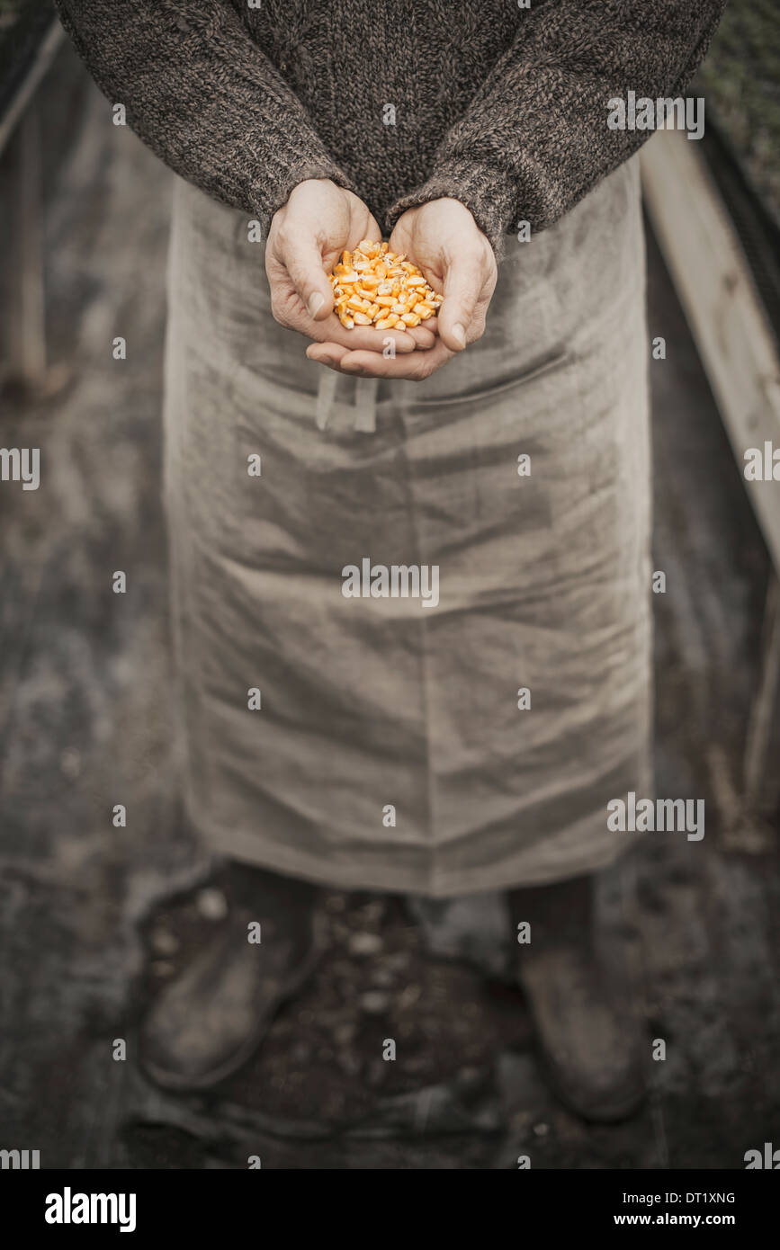 Spring Planting A man holding a handful of plant seeds in his cupped ...