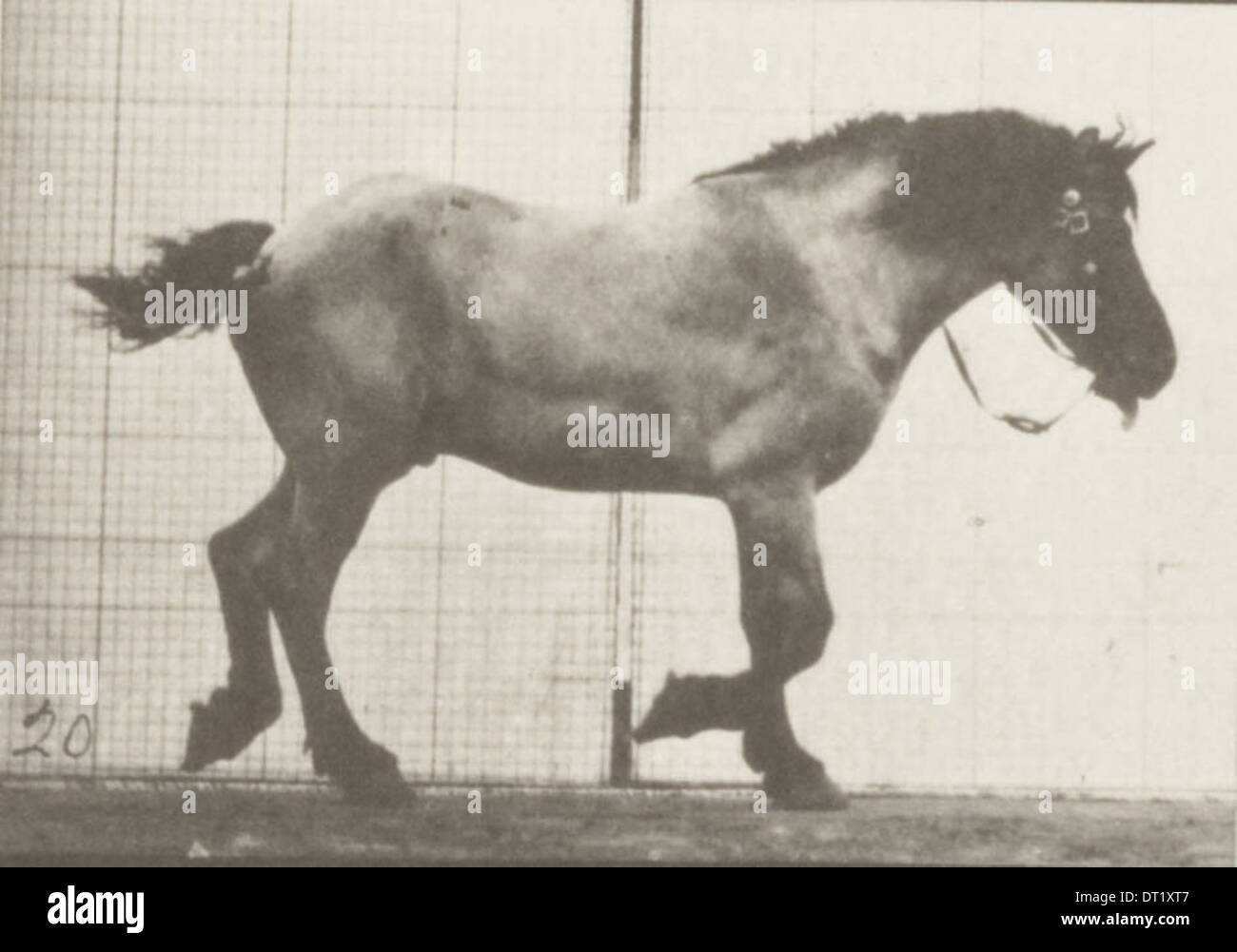 A photograph of a horse named Hansel walking freely, captured in a ...