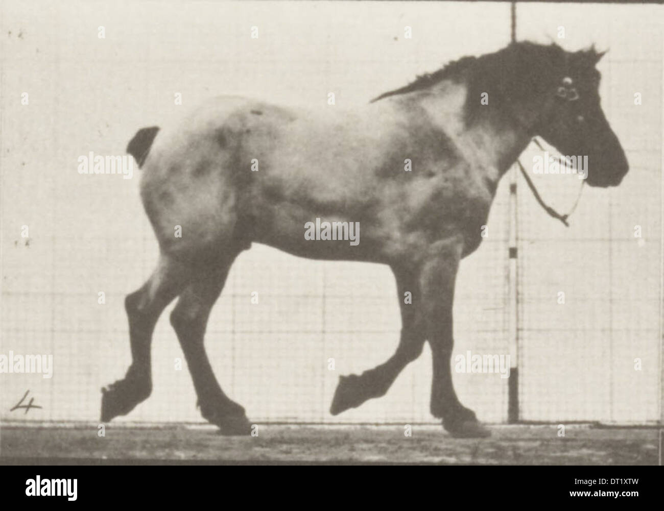 A photograph of a horse named Hansel walking freely. The image shows ...