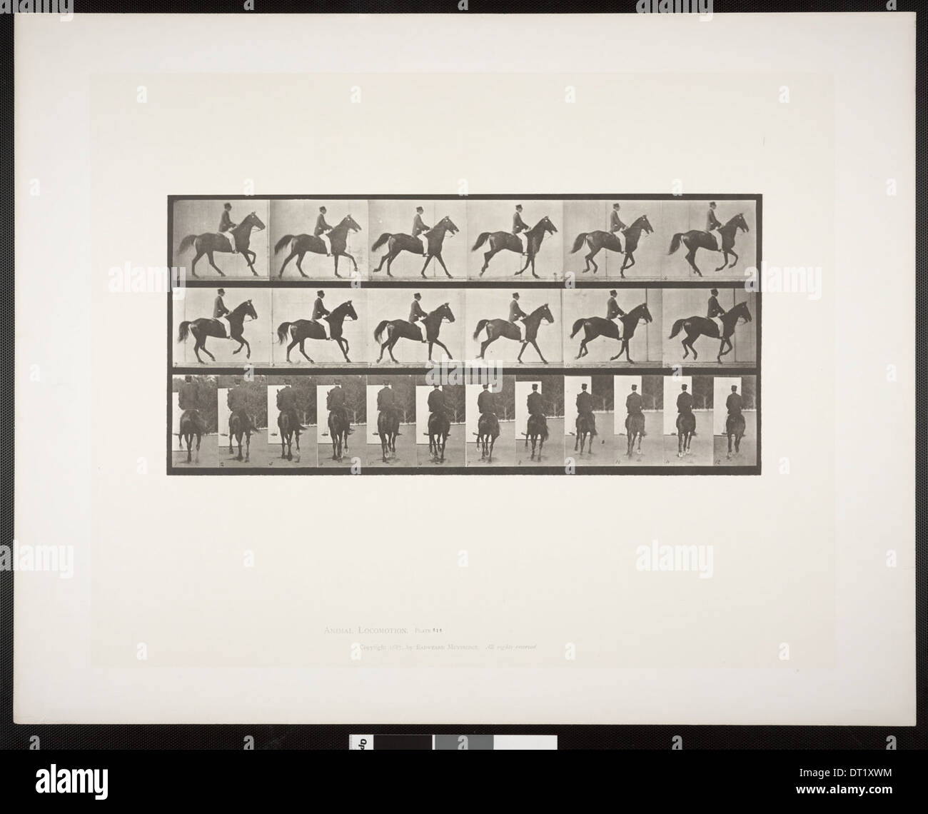 A horse named Middleton canters while saddled with a rider in this ...