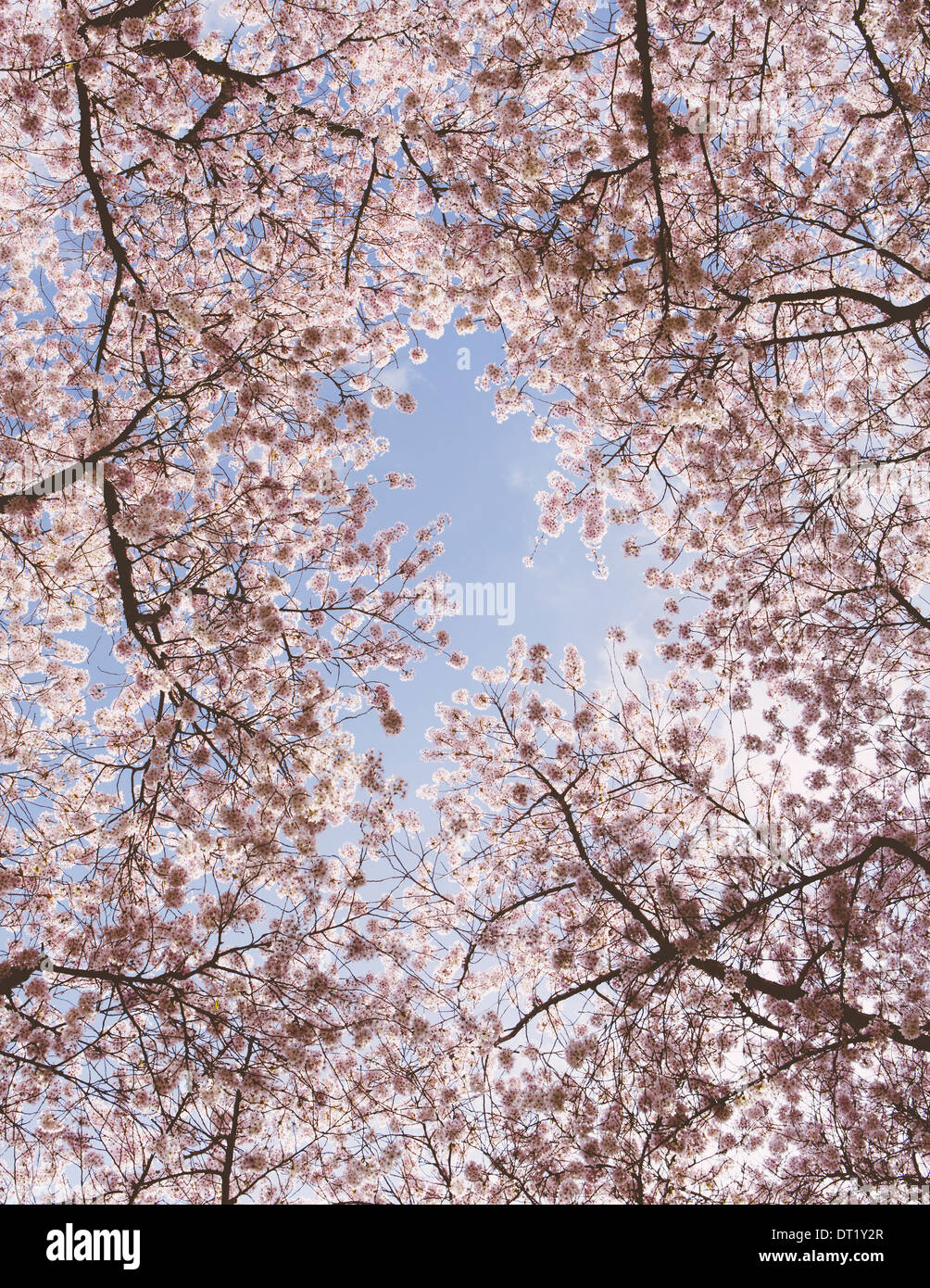 Trees with pink blossom hi-res stock photography and images - Alamy