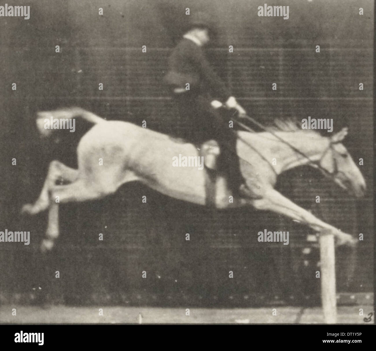 This photograph shows a horse named Pandora jumping over a hurdle with ...