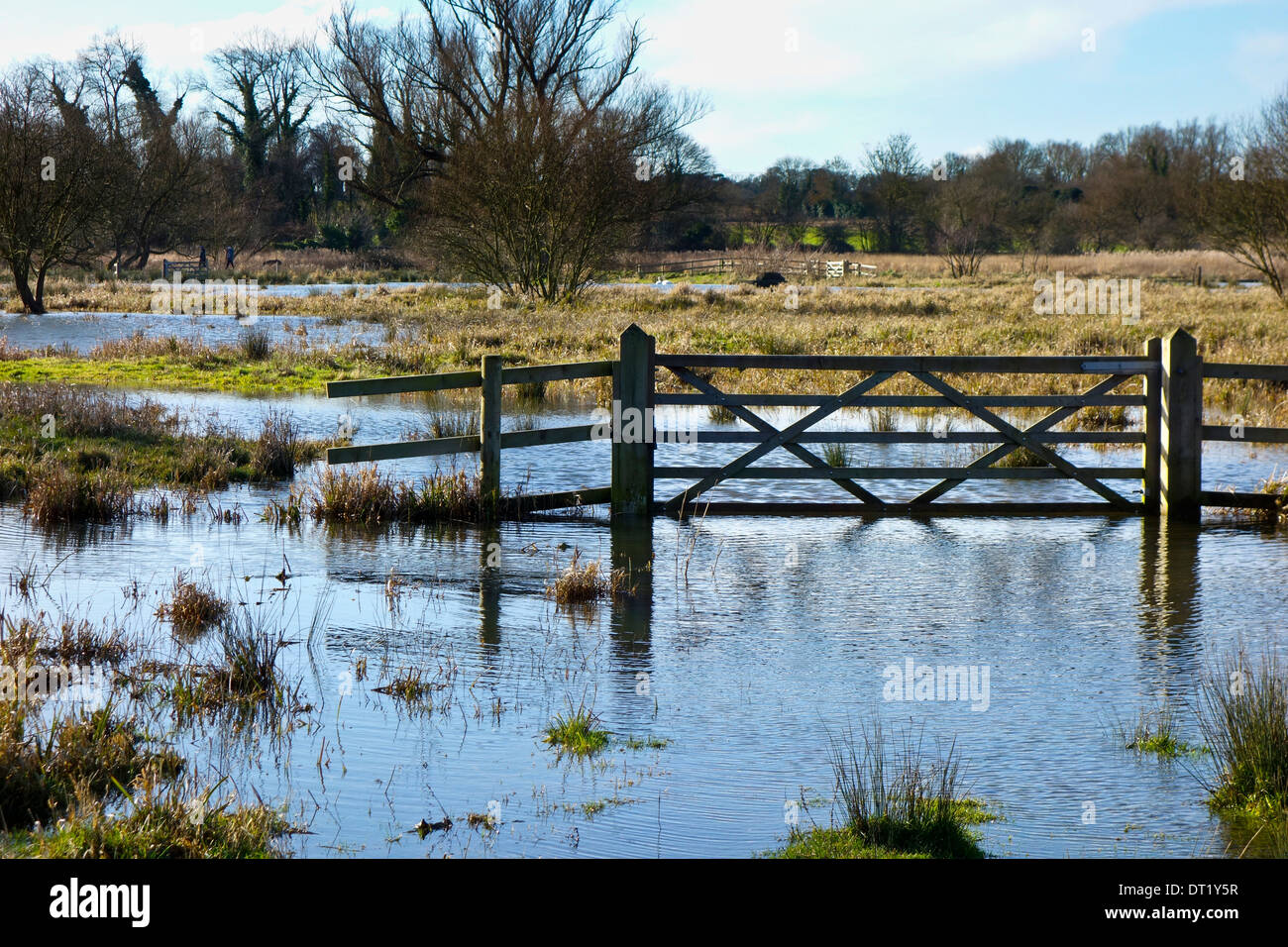 Flooded field flood plain water meadow Stock Photo - Alamy