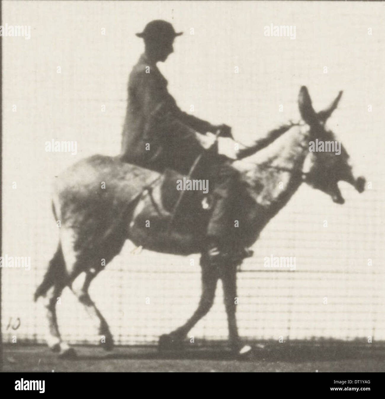 A photograph of a horse named Zoo walking with a rider, saddled and in ...