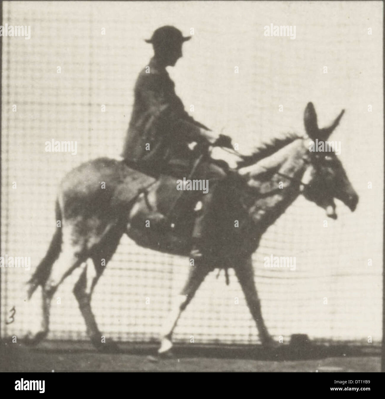 A horse, saddled with a rider, is walking at a zoo, captured in this ...