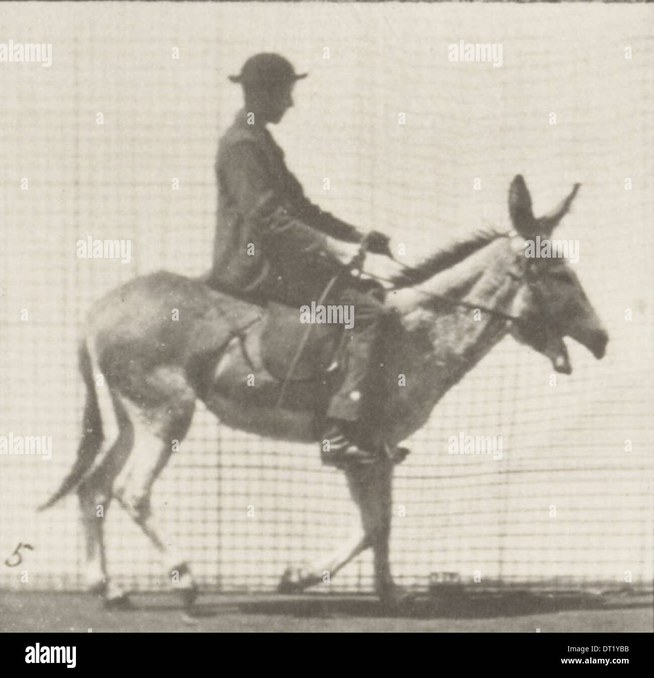 A photograph of a horse named Zoo walking with a rider on its back ...