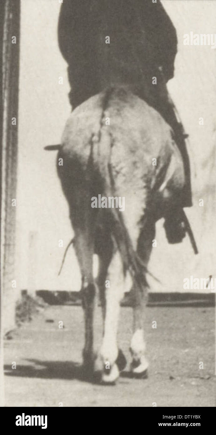 A photograph of a horse zoo walking, saddled with a rider, showcasing ...