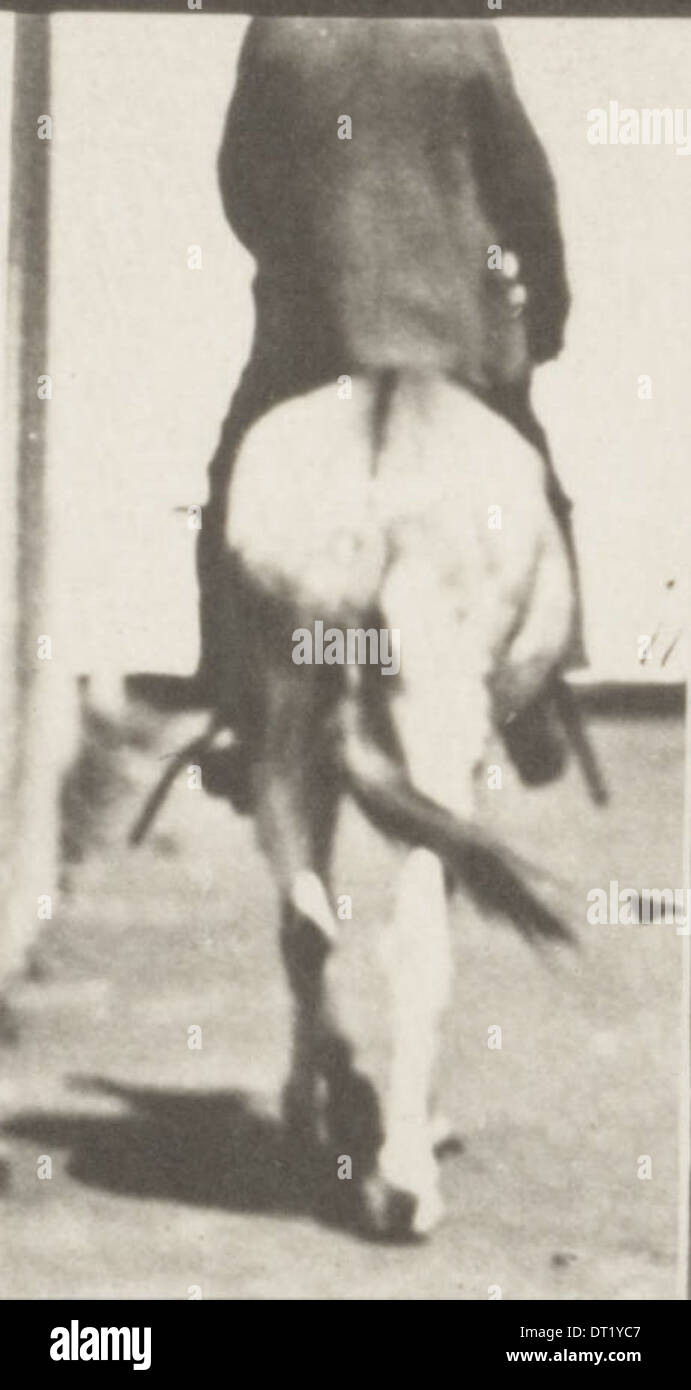 A horse walking in a zoo, saddled with a rider, captured in a vintage ...