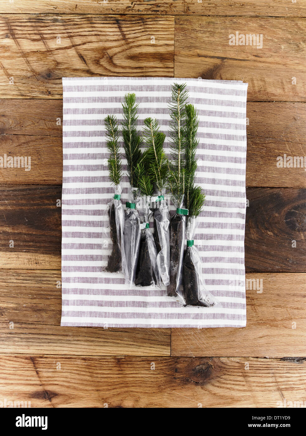 Fir tree roots hi-res stock photography and images - Alamy