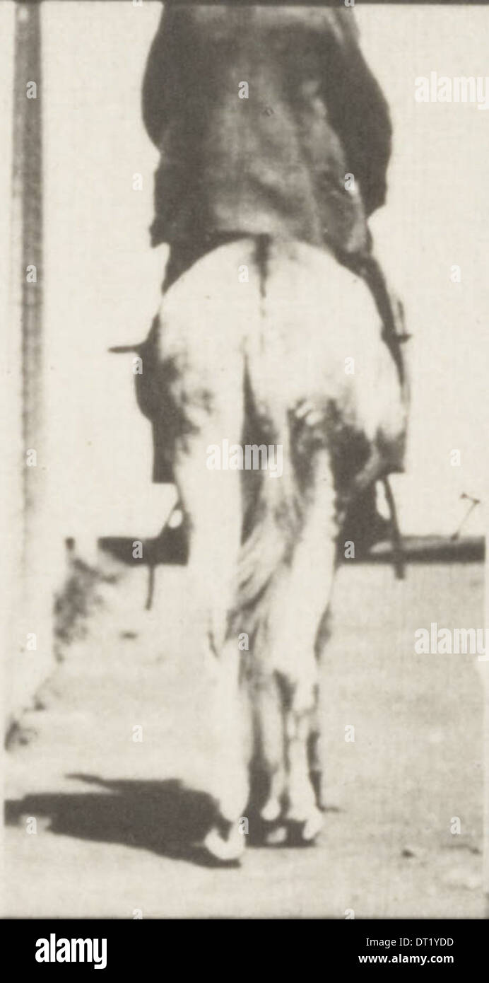 This photograph shows a horse named Zoo walking with a rider, saddled ...