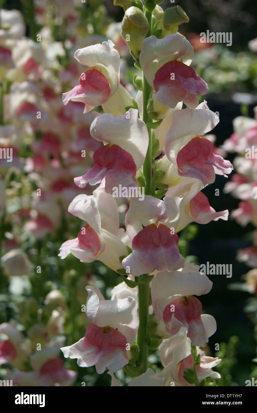 Antirrhinum snapdragons hi-res stock photography and images - Alamy
