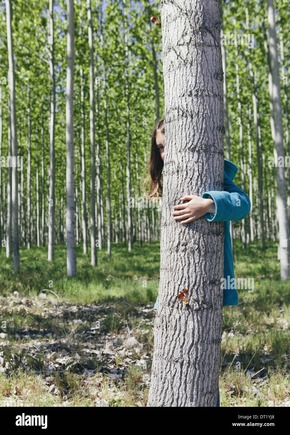 Ten year old girl peering behind commercially grown poplar tree on ...