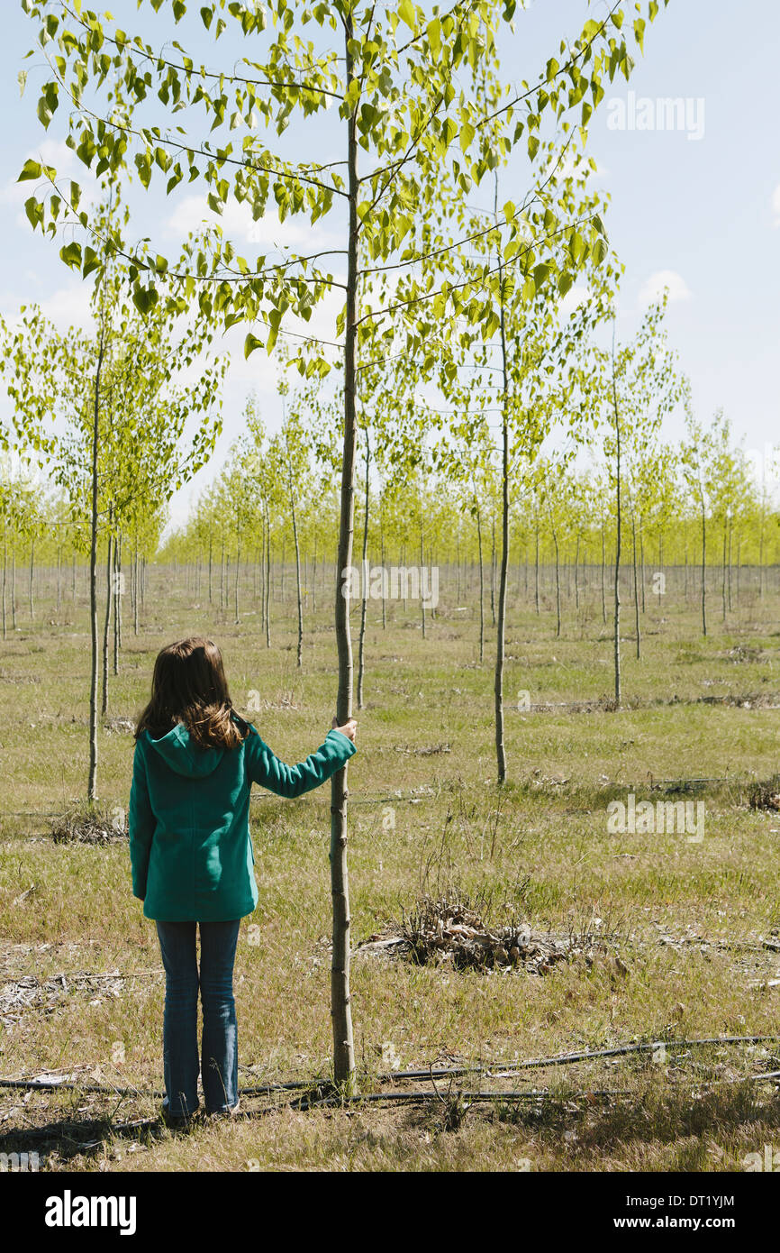 Ten year old girl standing next to commercially grown poplar tree on ...