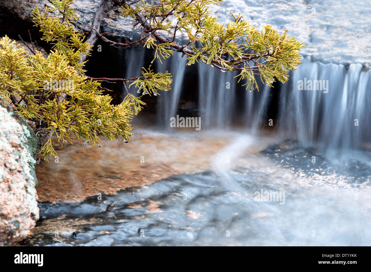 Small waterfall and juniper branches Stock Photo - Alamy