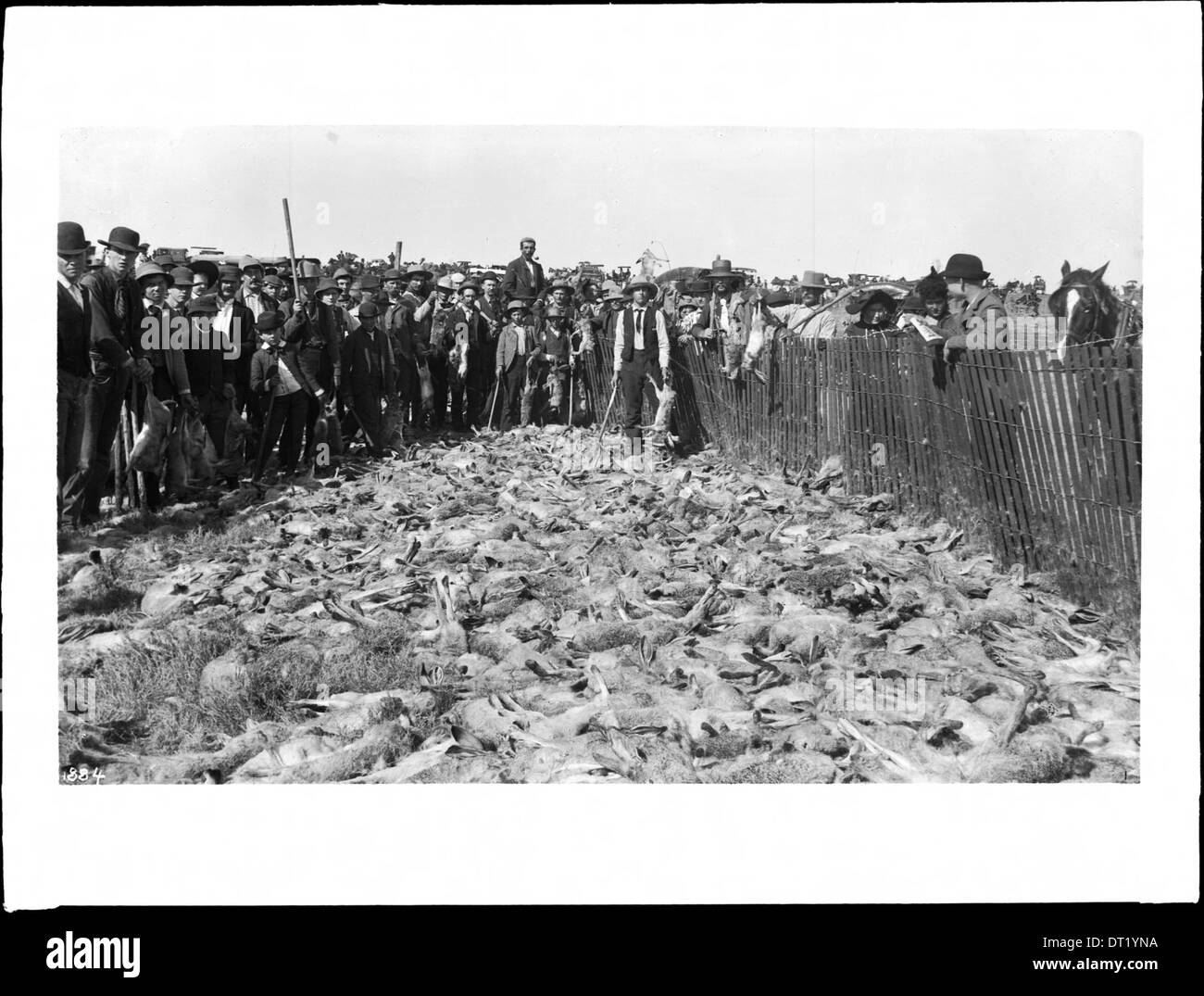 Antelope Jackrabbits High Resolution Stock Photography and Images - Alamy