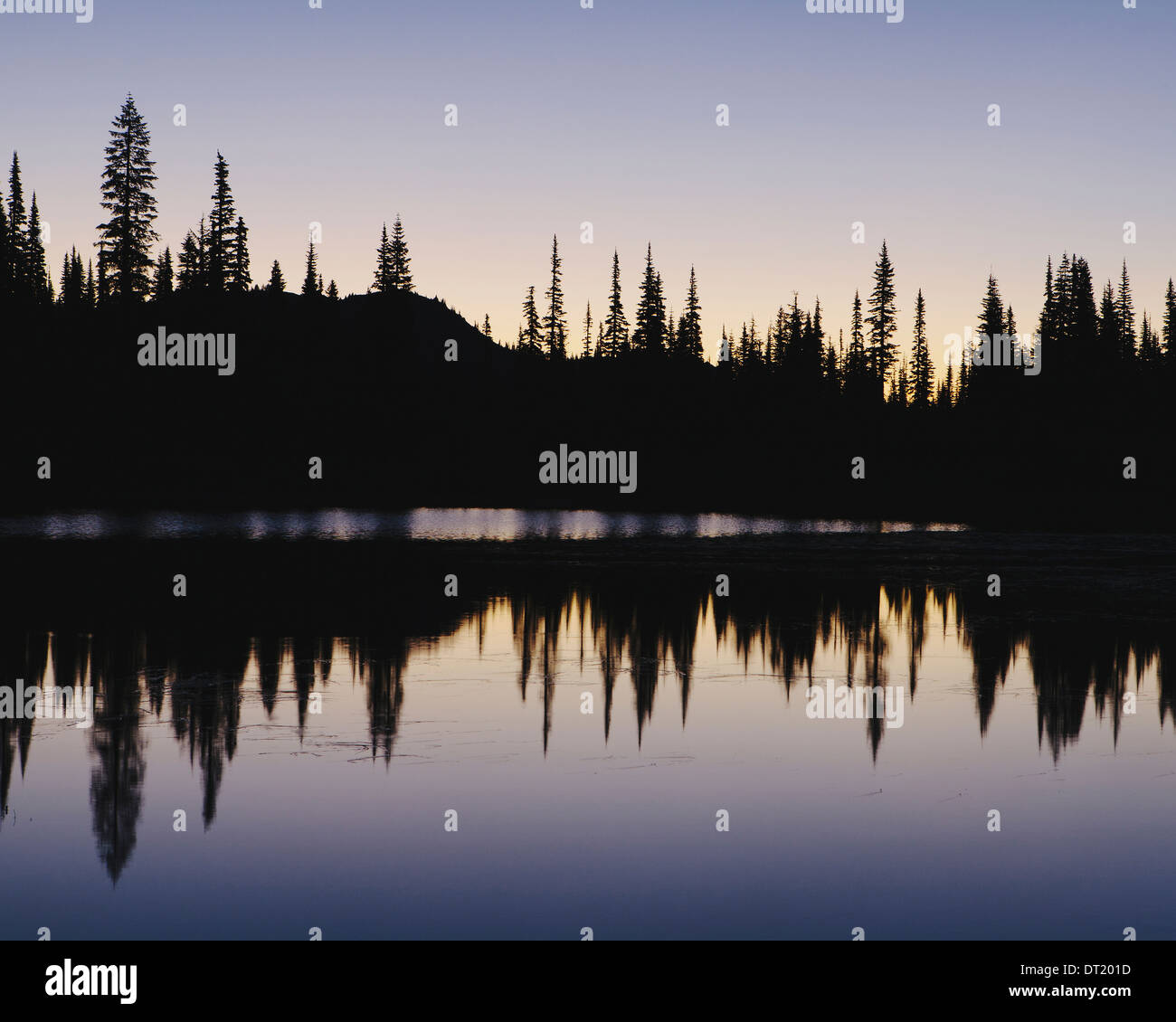 Reflection Lakes in Mount Rainier national park dawn pine trees and ...