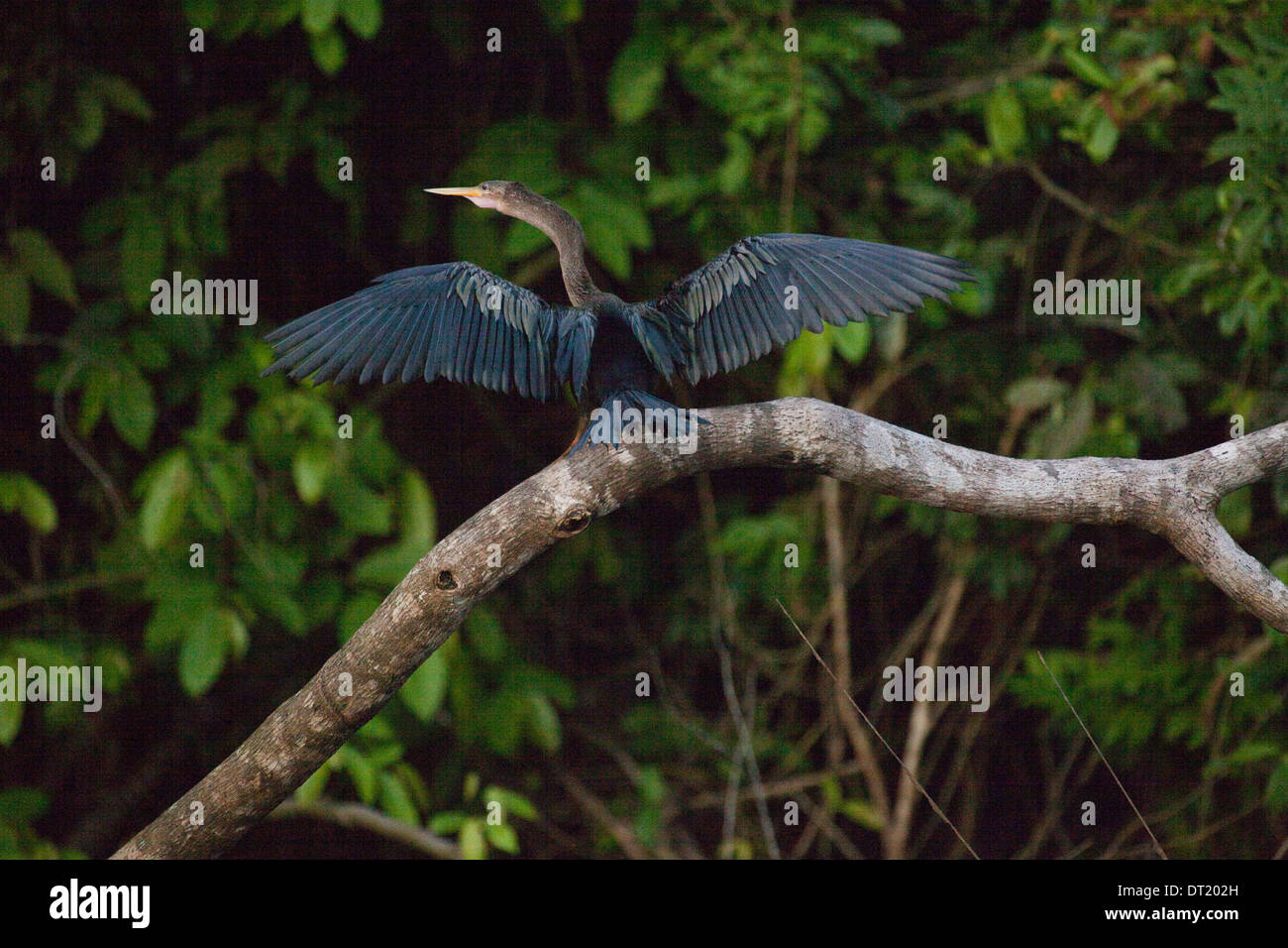 Outstretched wings hi-res stock photography and images - Alamy