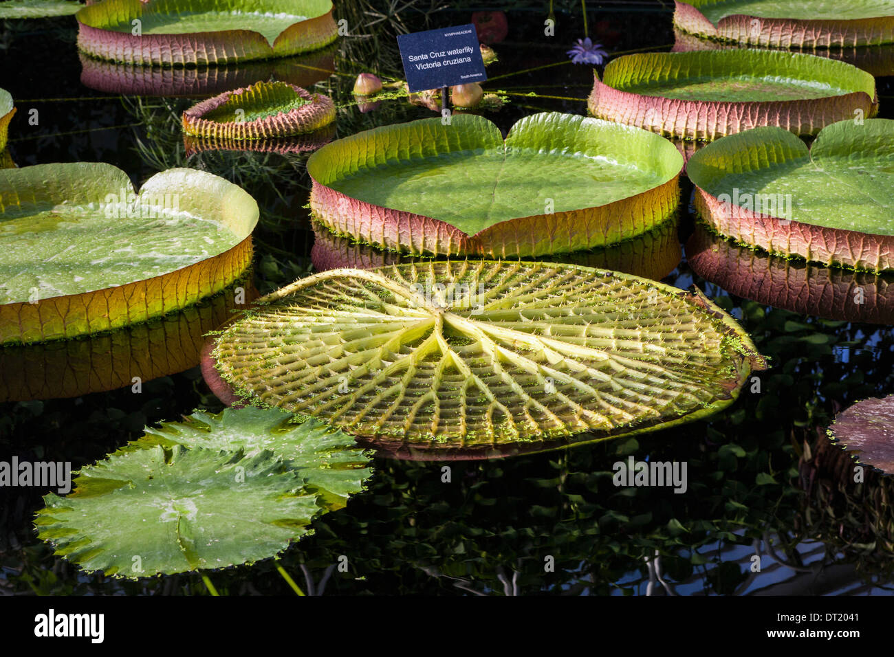 Victoria amazonica hi-res stock photography and images - Alamy