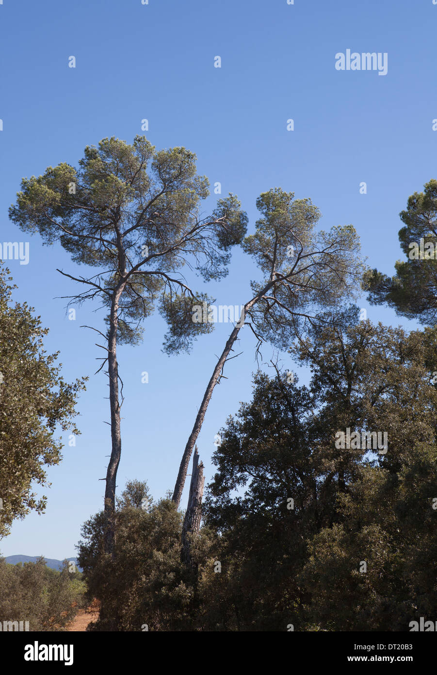 French blue pine hi-res stock photography and images - Alamy