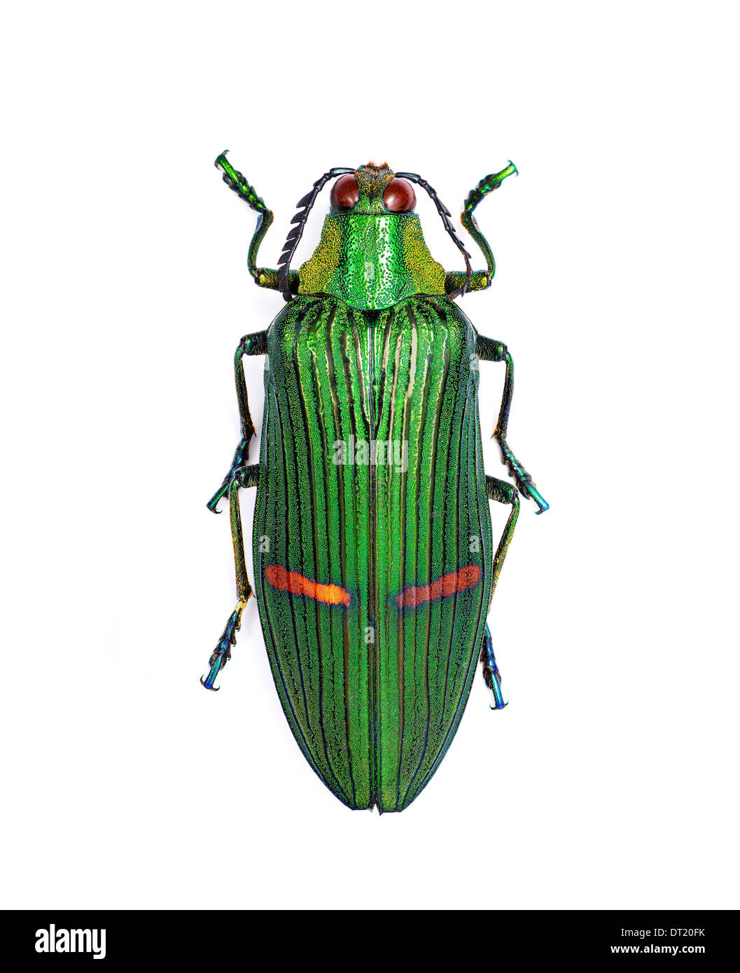 Opulenta High Resolution Stock Photography and Images - Alamy