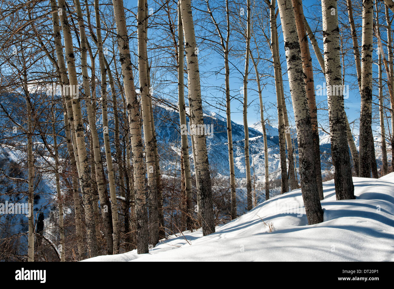 Winter mountain birch forest and blue sky Stock Photo - Alamy