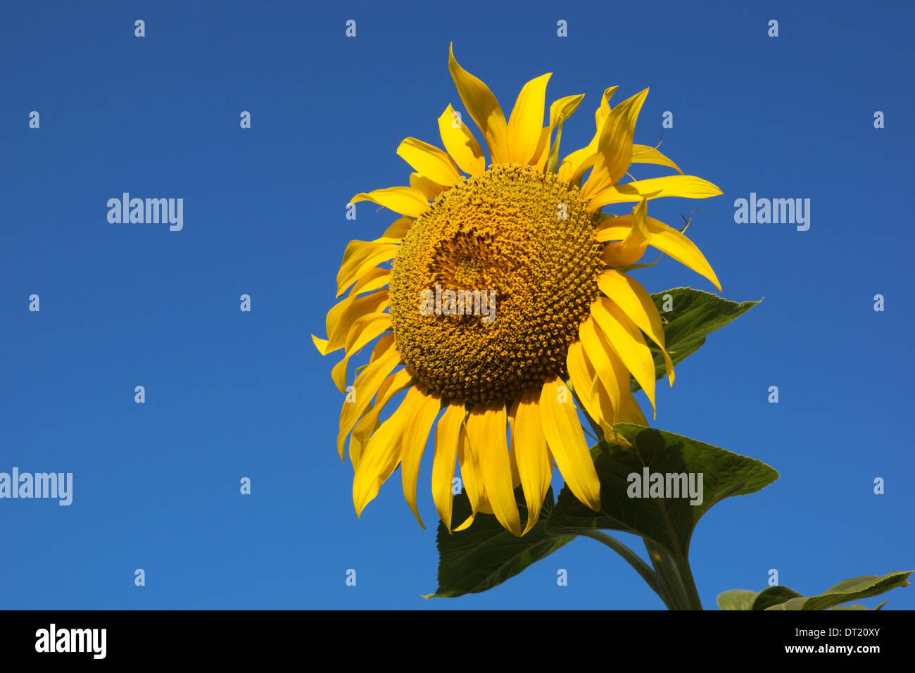One sunflower against field hi-res stock photography and images - Alamy