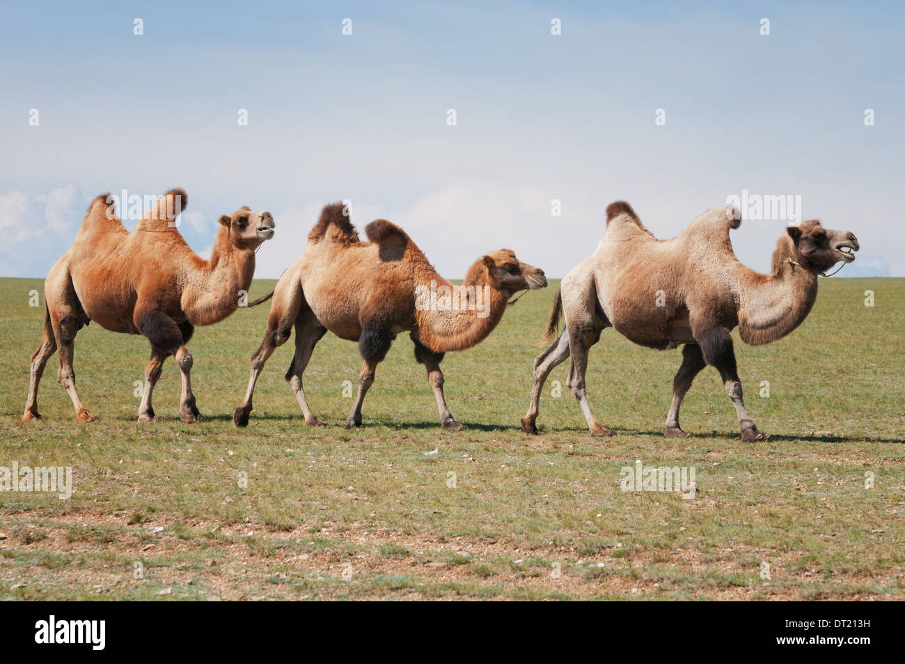 Three camels hi-res stock photography and images - Alamy