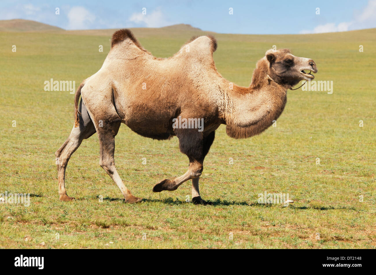 Camel animals hi-res stock photography and images - Alamy