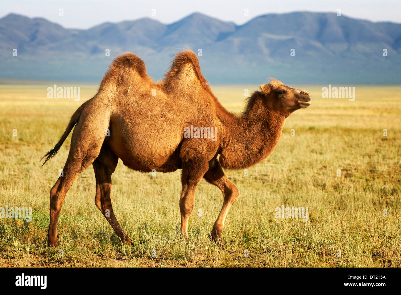 One camel in the mongolia Stock Photo - Alamy