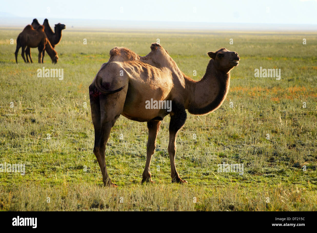 Three camel in the mongolia Stock Photo - Alamy