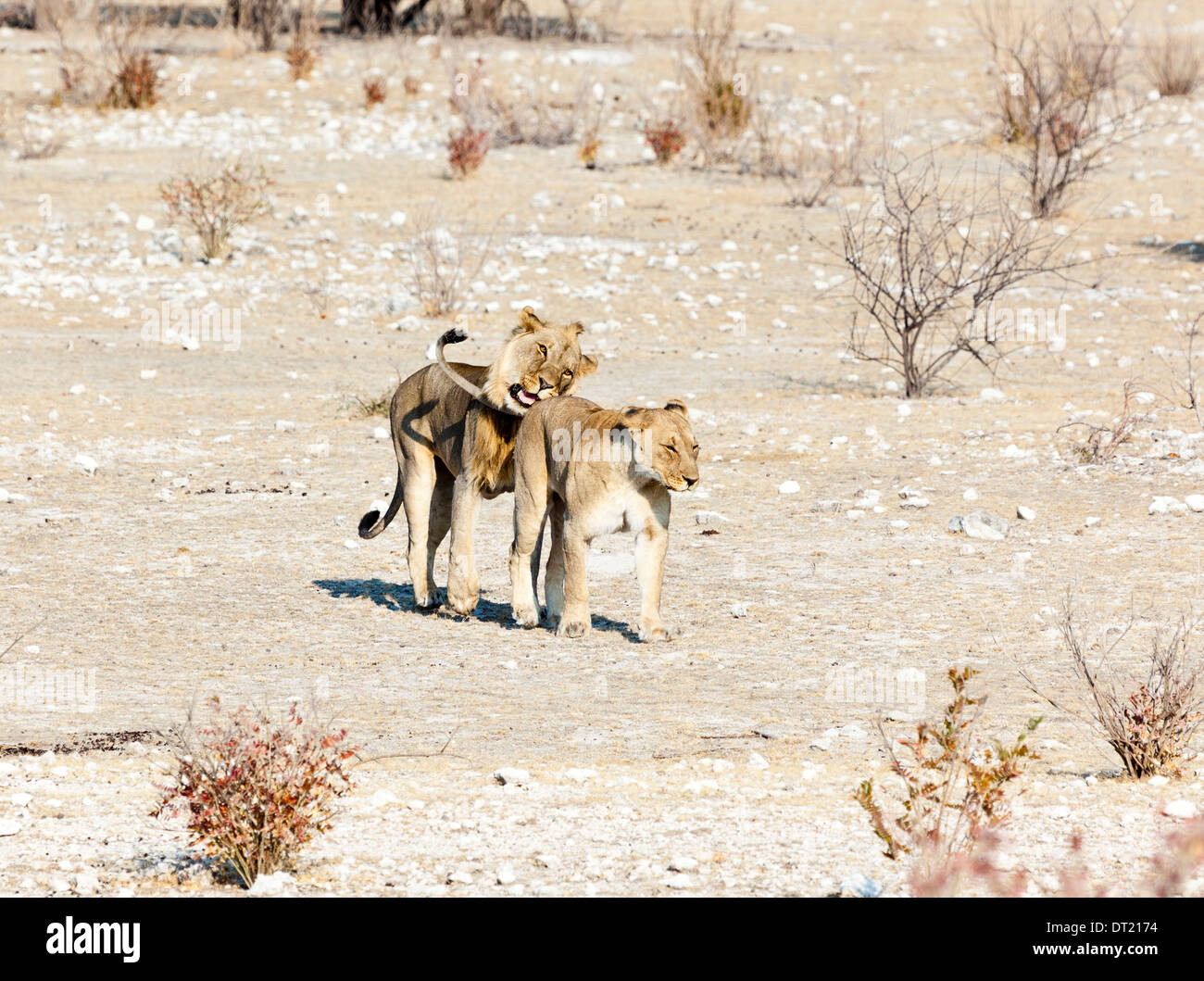 Two mating lions preparing to copulate with the male biting the lioness ...