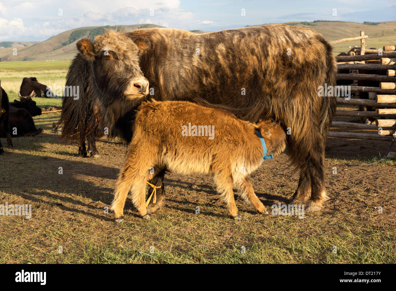 Mongolia food eating hi-res stock photography and images - Alamy