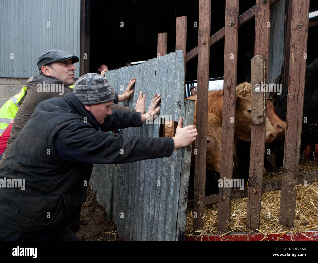 6th February 2014. The evacuation of West Yeo Farm in Moorlands. Local ...