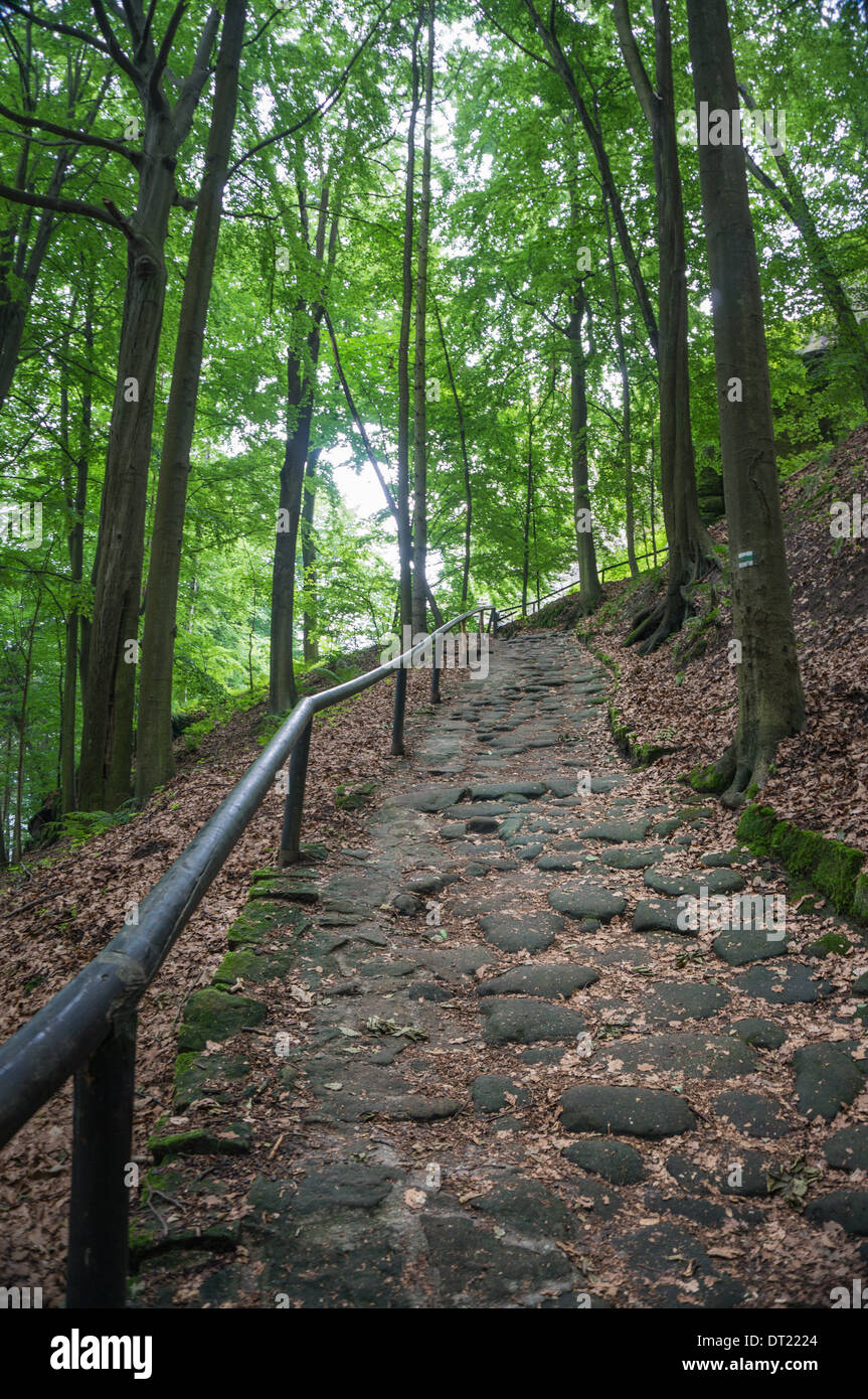 A path of worn cobblestones leading up through a forest Stock Photo - Alamy