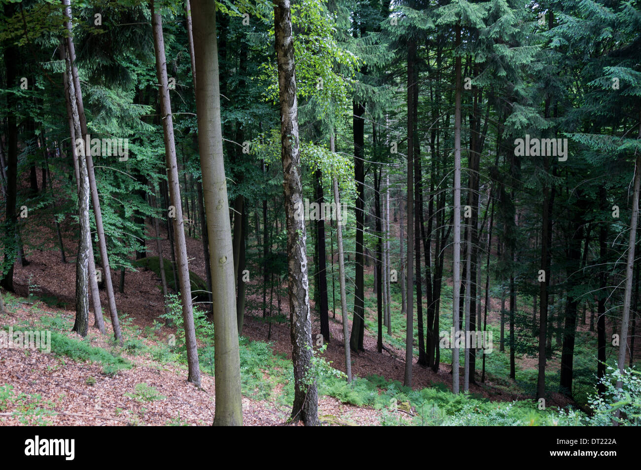 A view inside a forest Stock Photo - Alamy