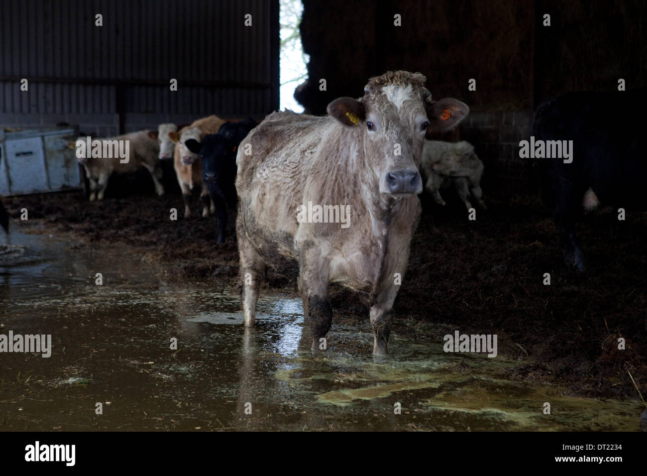 6th February 2014. The evacuation of West Yeo Farm in Moorlands. Local ...
