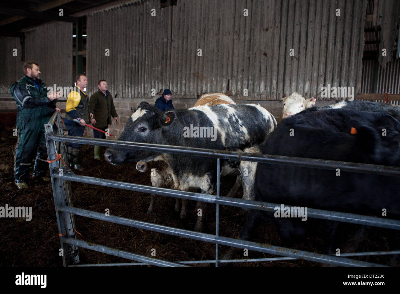 6th February 2014. The evacuation of West Yeo Farm in Moorlands. Local ...