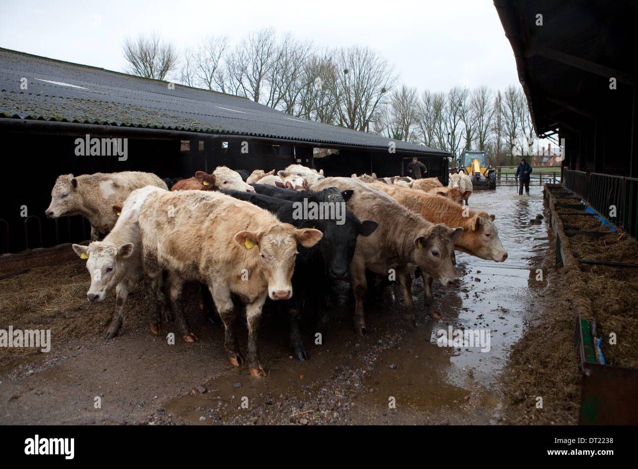 6th February 2014. The evacuation of West Yeo Farm in Moorlands. Local ...
