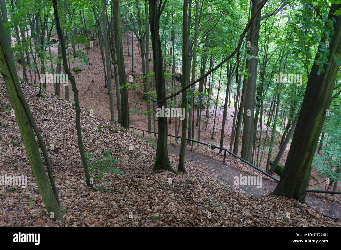 A high viewpoint looking down towards a path in a forest Stock Photo ...