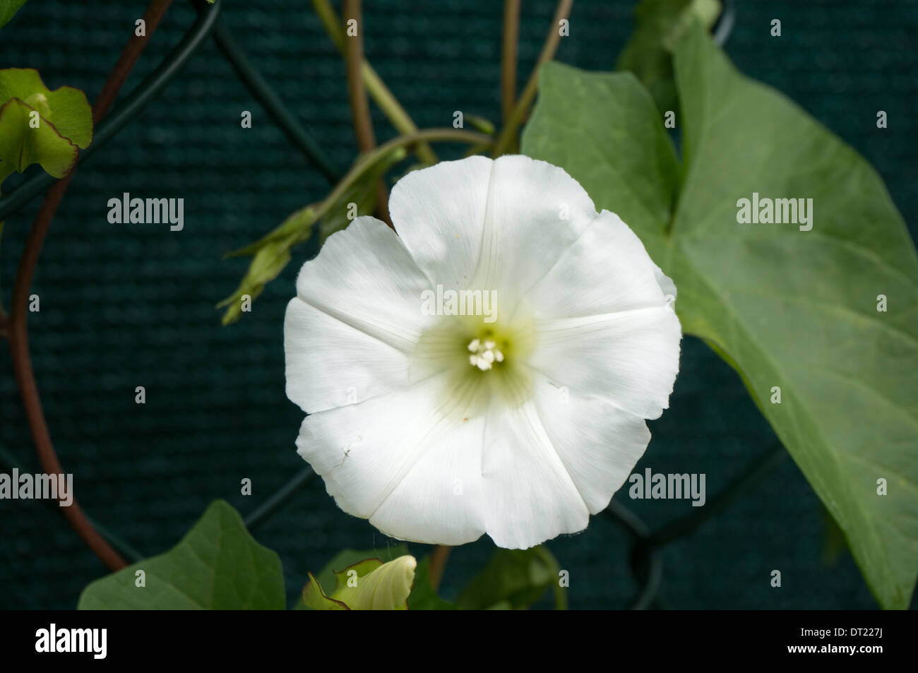 Forward facing hi-res stock photography and images - Alamy